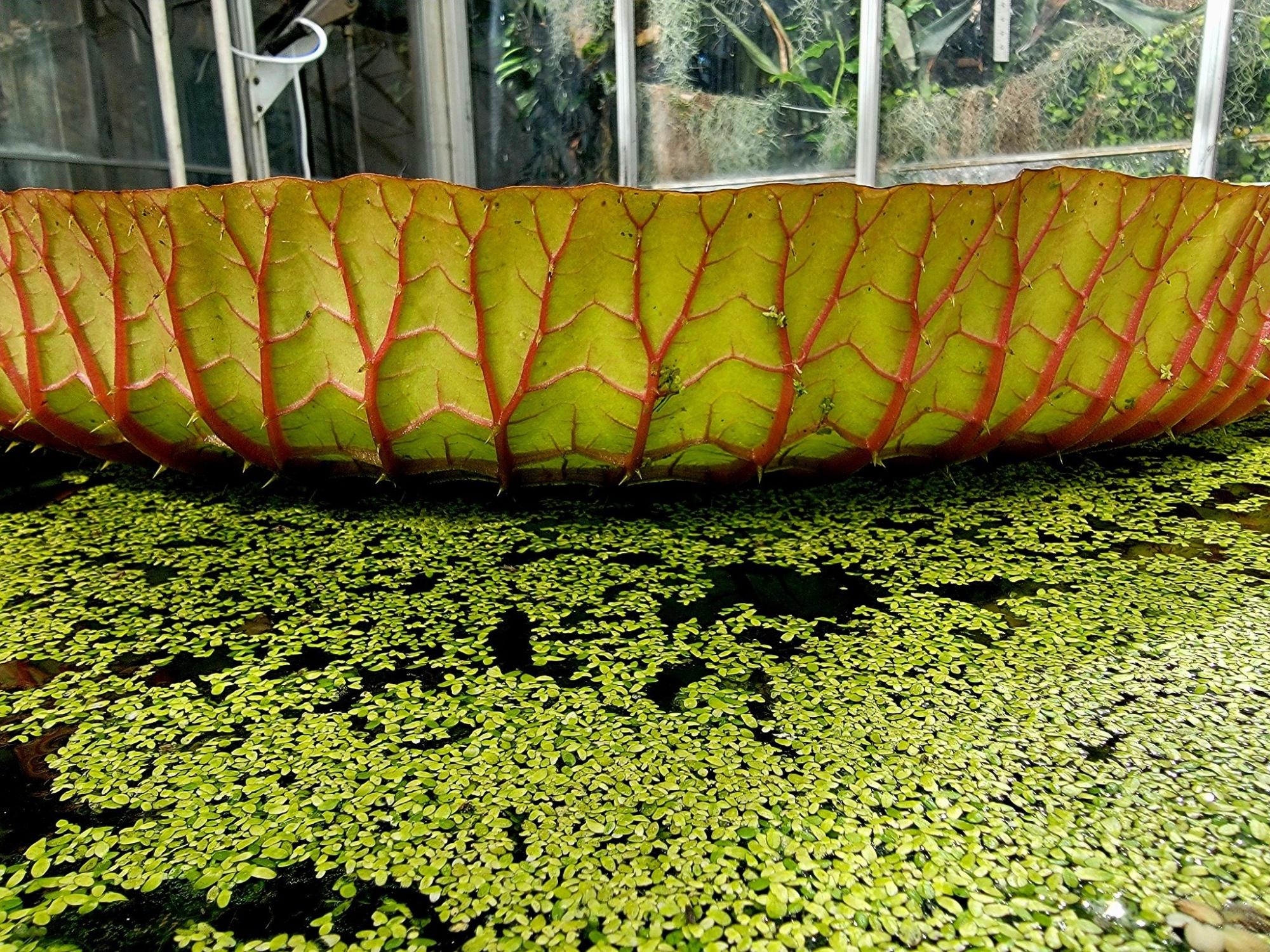 Botanical Conservatory - Victoria amazonica