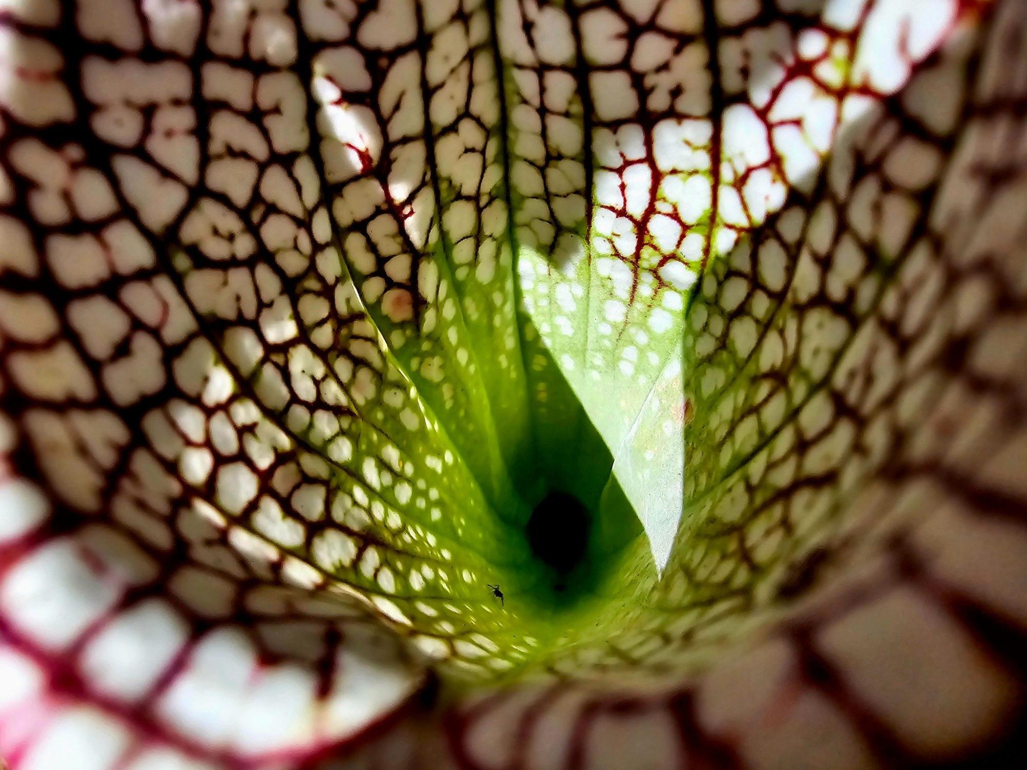 inside pitcher plant