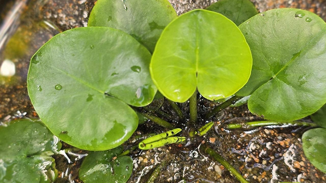 nymphaea thermarum